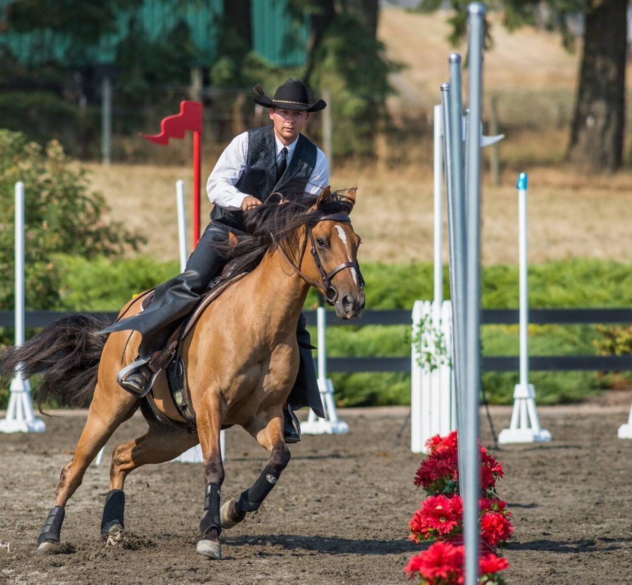 USA Working Equitation